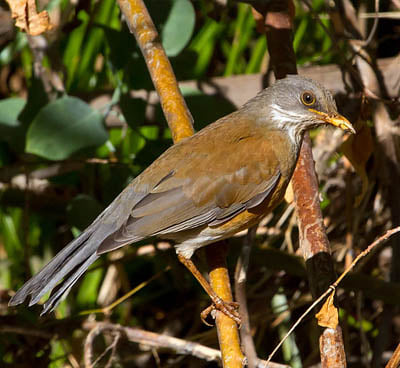 Birds in the 'hood - News from The Paton Center - Visit the Sky Islands ...
